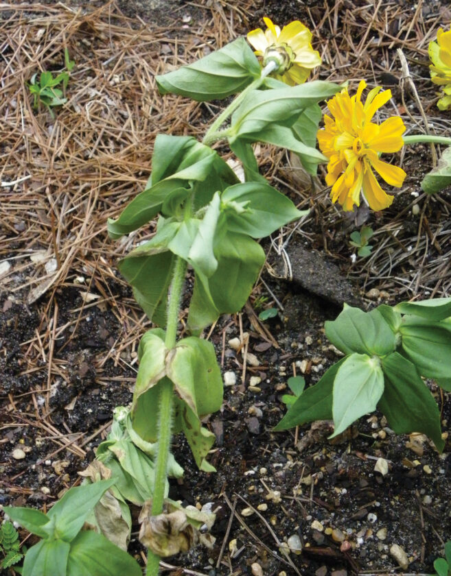 Prevent Root Rot Disease In Your Garden - Grit